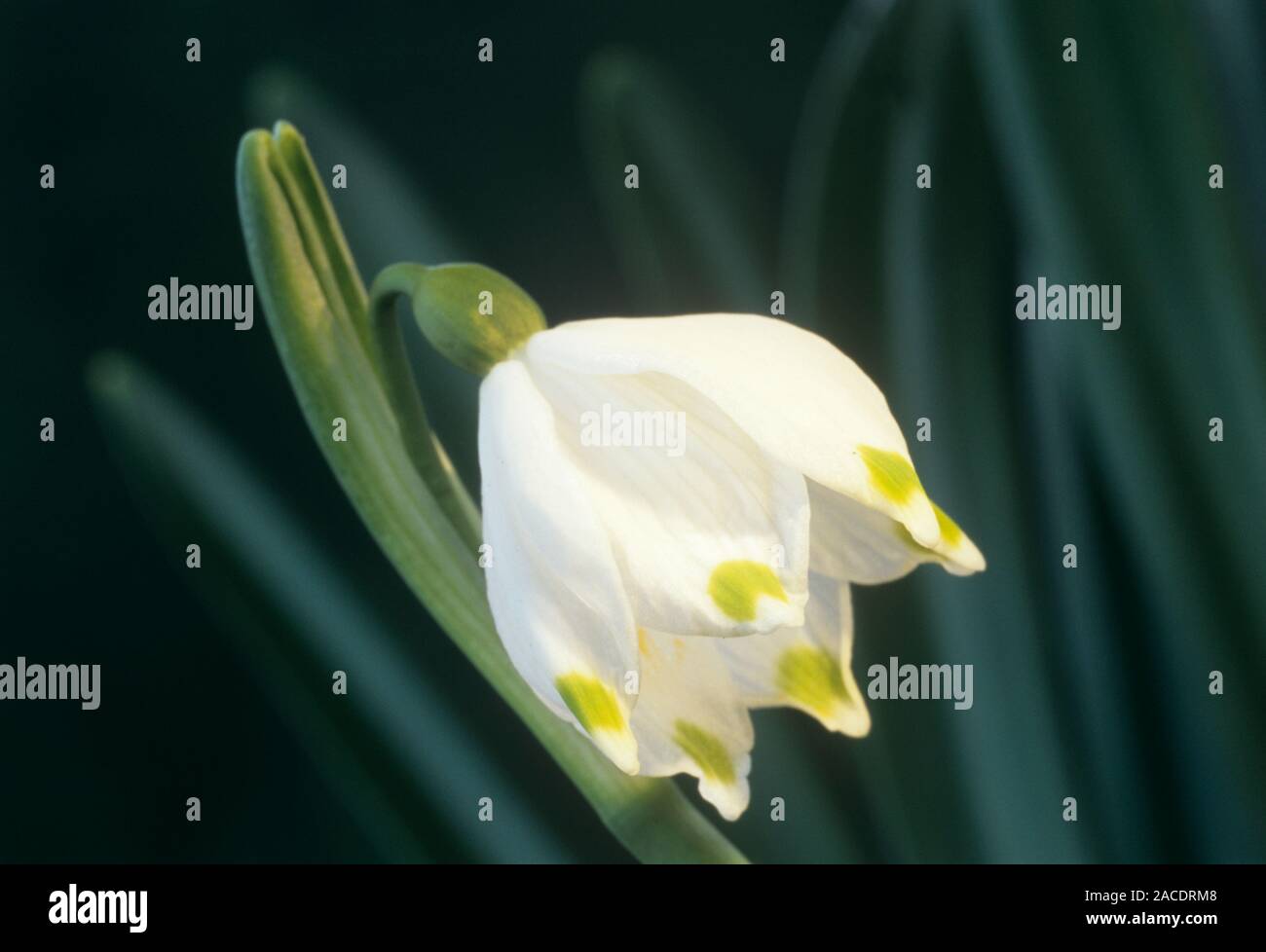 Spring snowflake flower (Leucojum vernum). Photographed in February ...