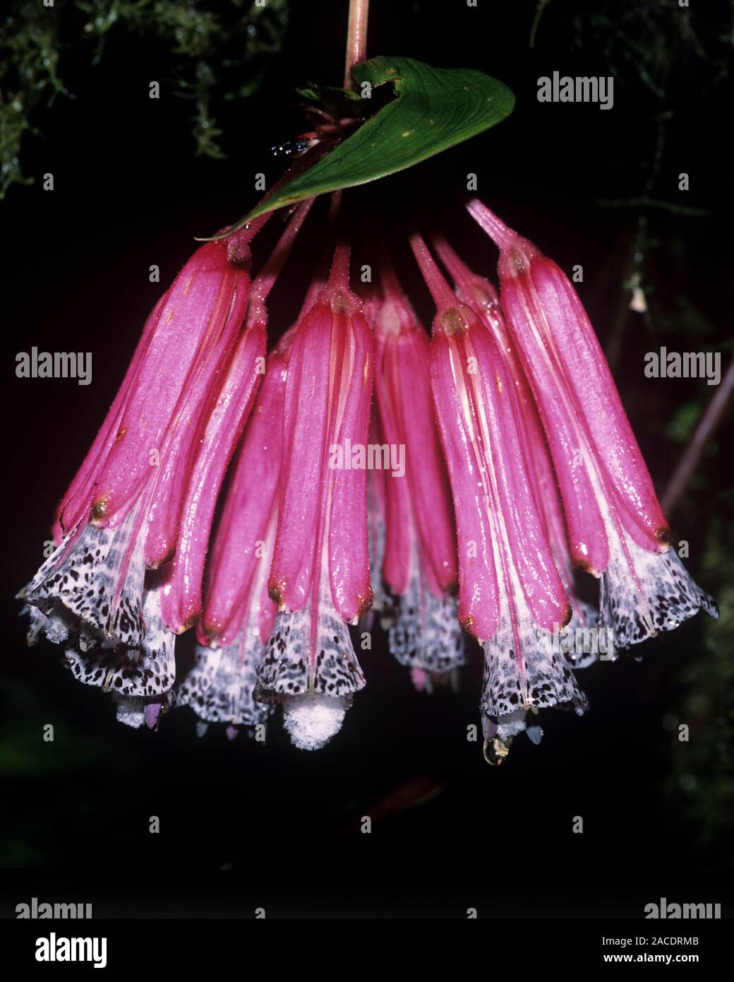 Bomarea pardina flowers. This is a climbing plant native to the high ...