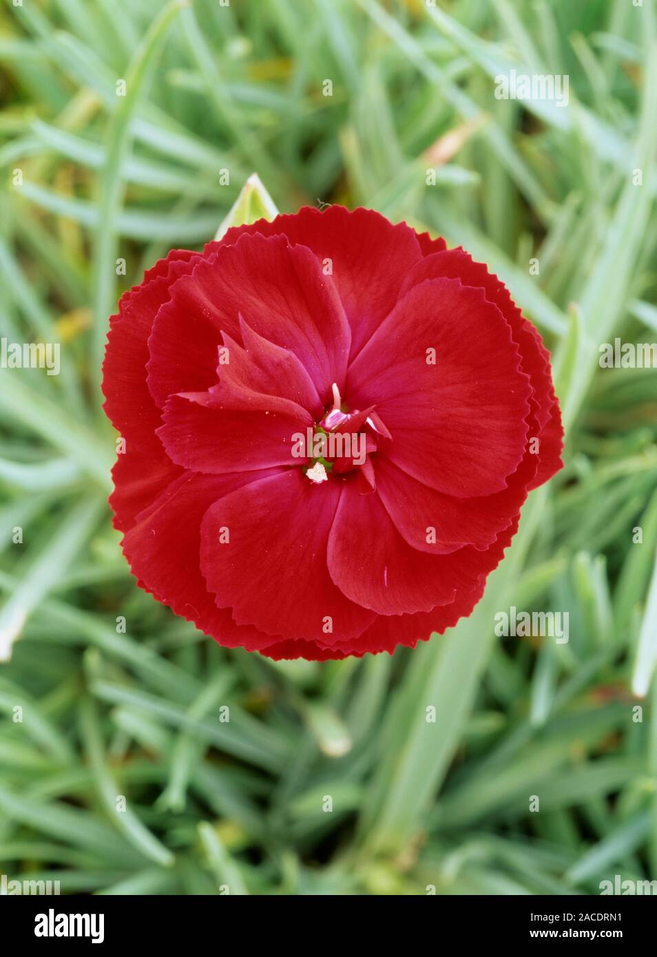 Carnation (Dianthus 'Cheryl') flower Stock Photo - Alamy