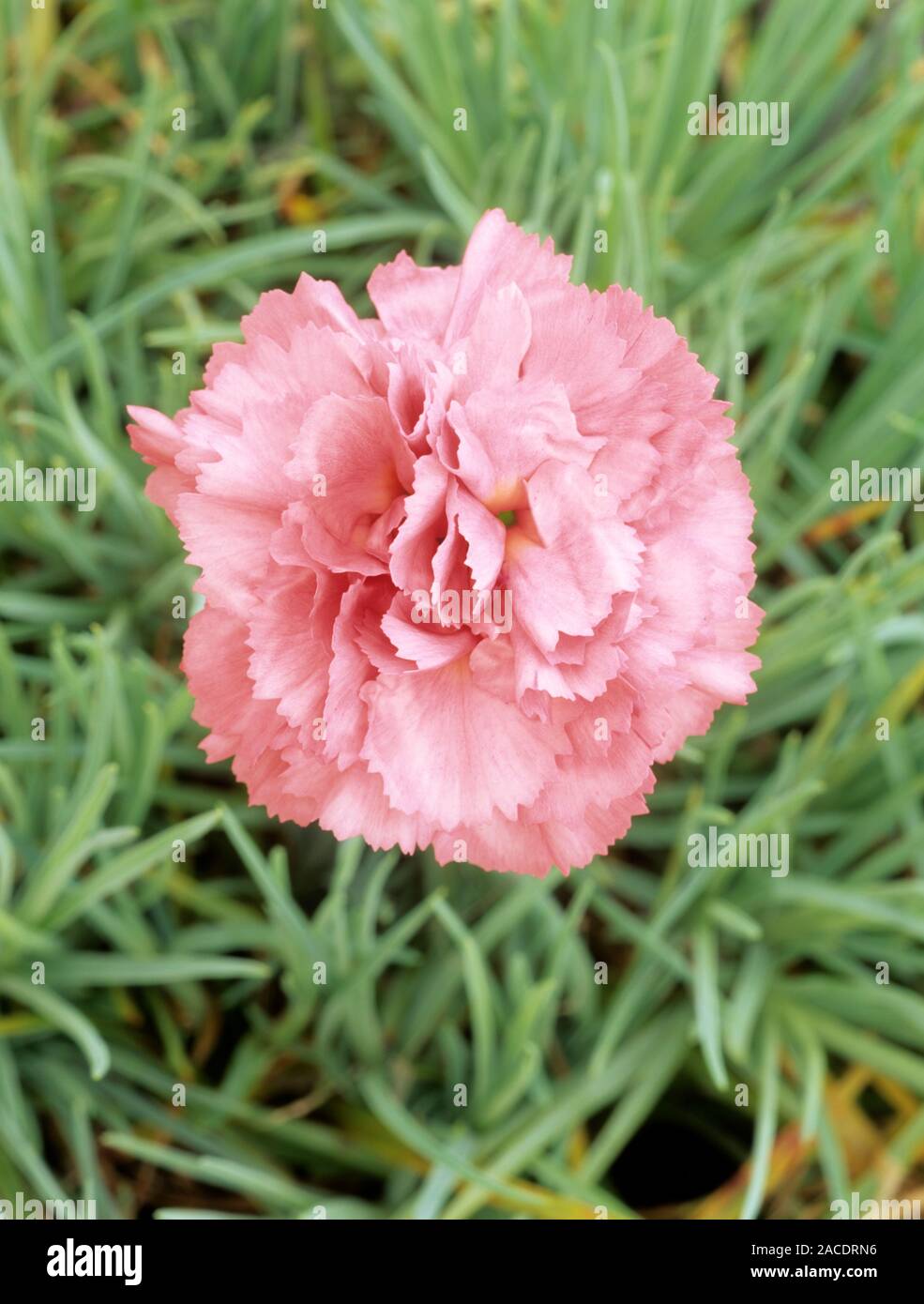 Carnation (Dianthus 'Letitia Wyatt') flower Stock Photo - Alamy