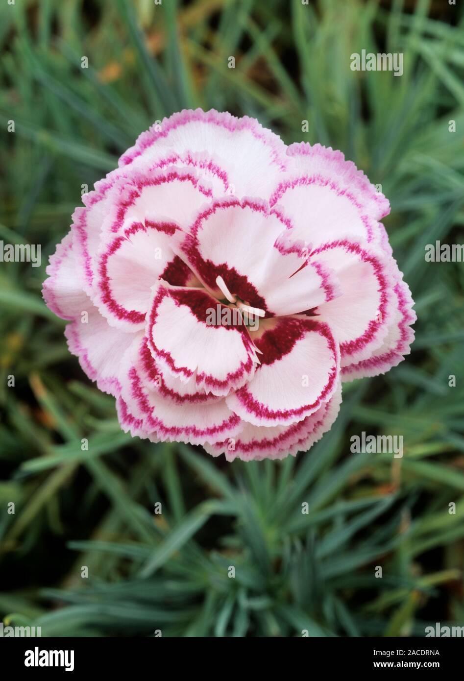 Carnation (Dianthus 'Gran's Favourite') flower Stock Photo - Alamy