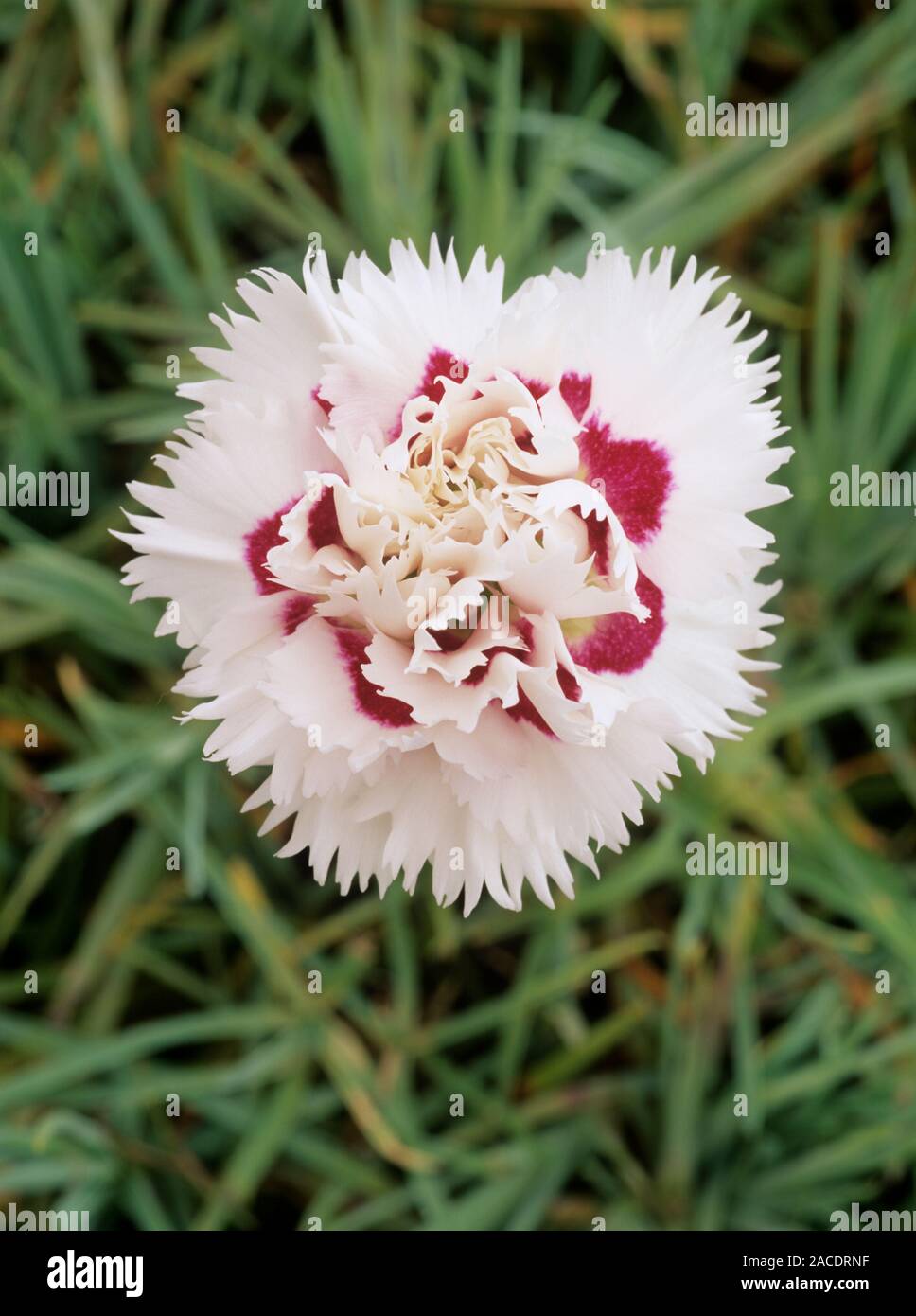 Carnation (Dianthus 'Lady Madonna') flower Stock Photo - Alamy