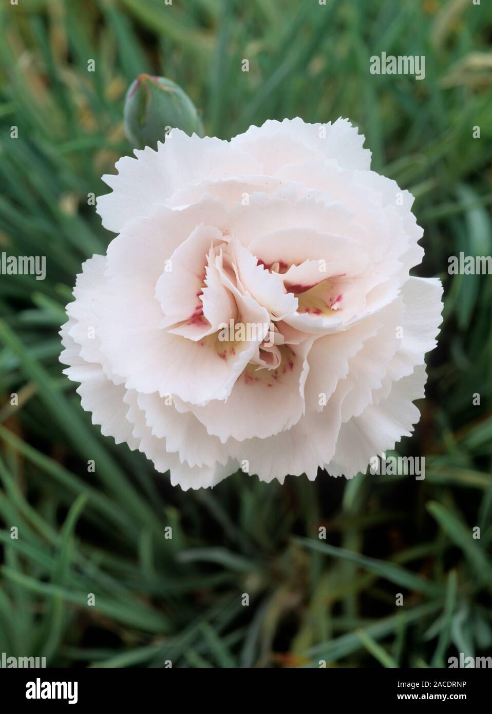 Carnation (Dianthus 'Cranmere Pool') flower Stock Photo - Alamy