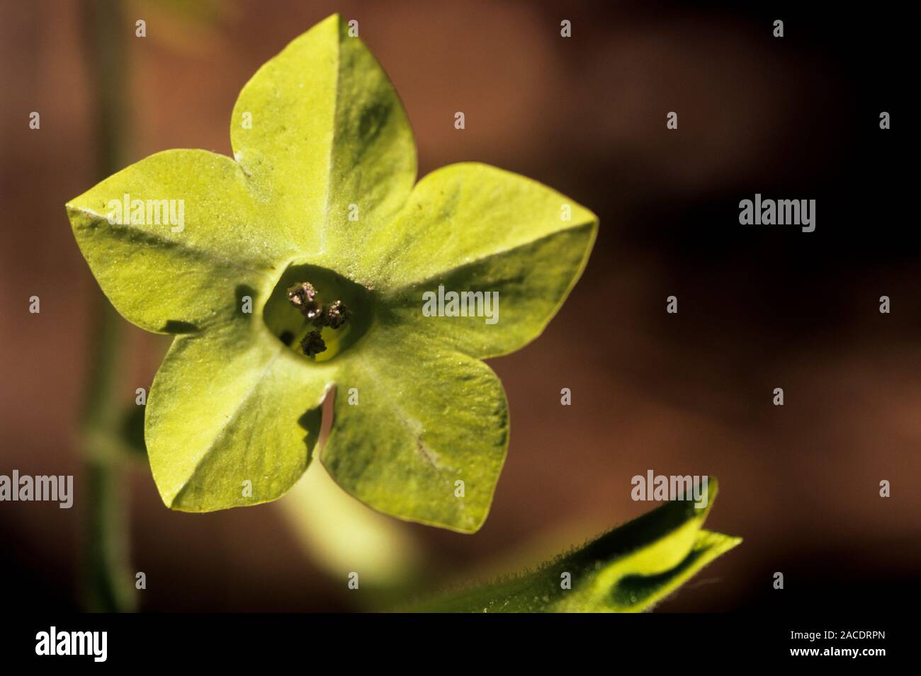 Yellow tobacco flower (Nicotiana langsdorfii). Photographed at Atlanta ...