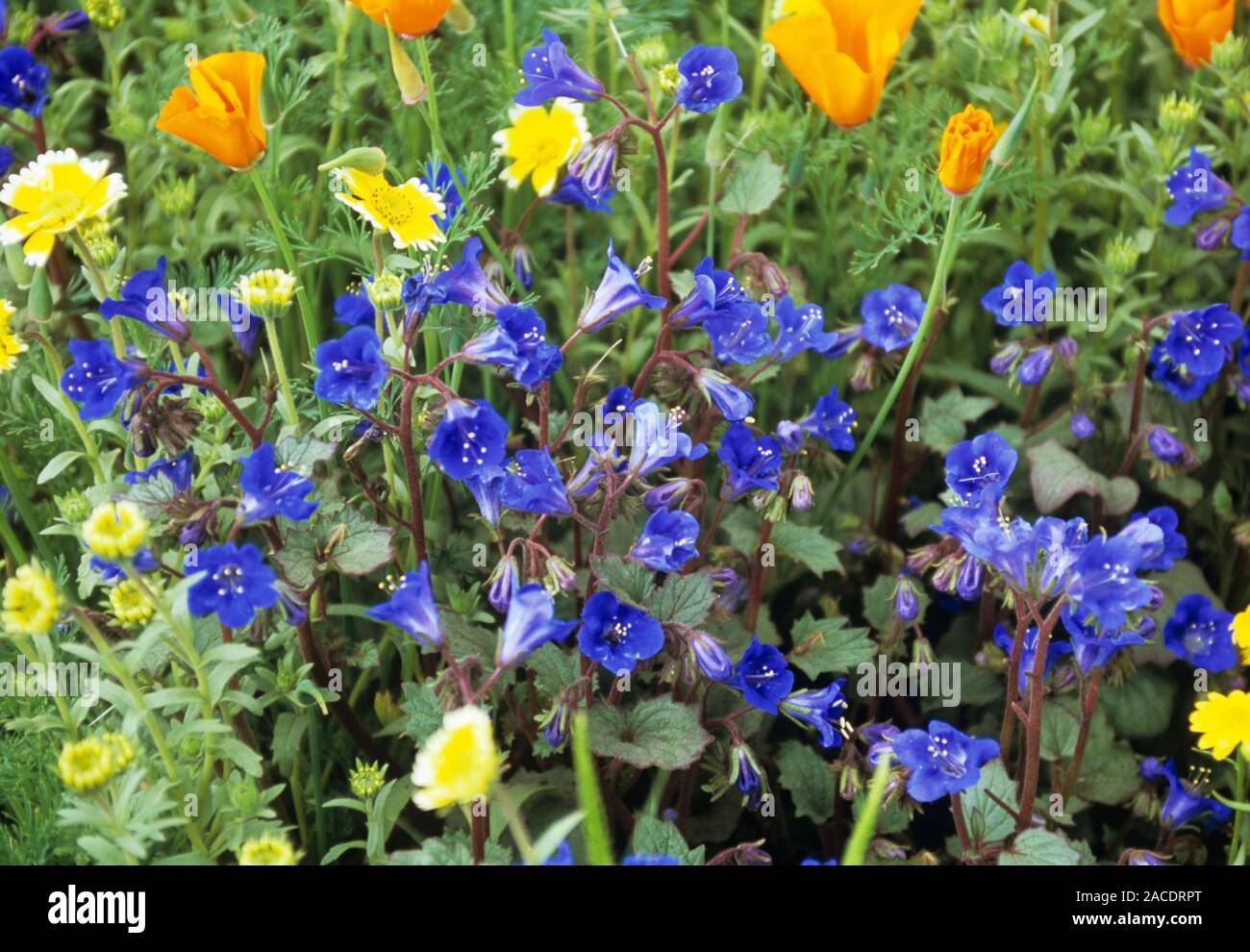 California bluebell (Phacelia campanularia) flowers on display in a ...