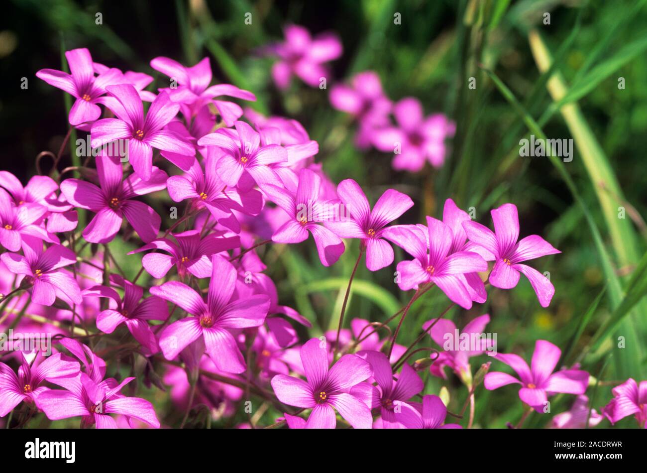 Wood sorrel flowers (Oxalis acetosella f. rosea Stock Photo - Alamy