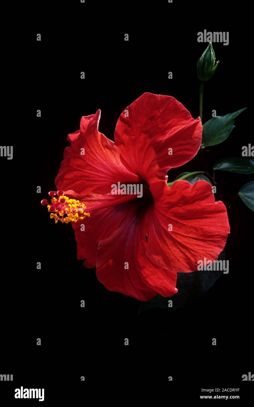 Rose of China flower (Hibiscus rosa-sinensis Stock Photo - Alamy