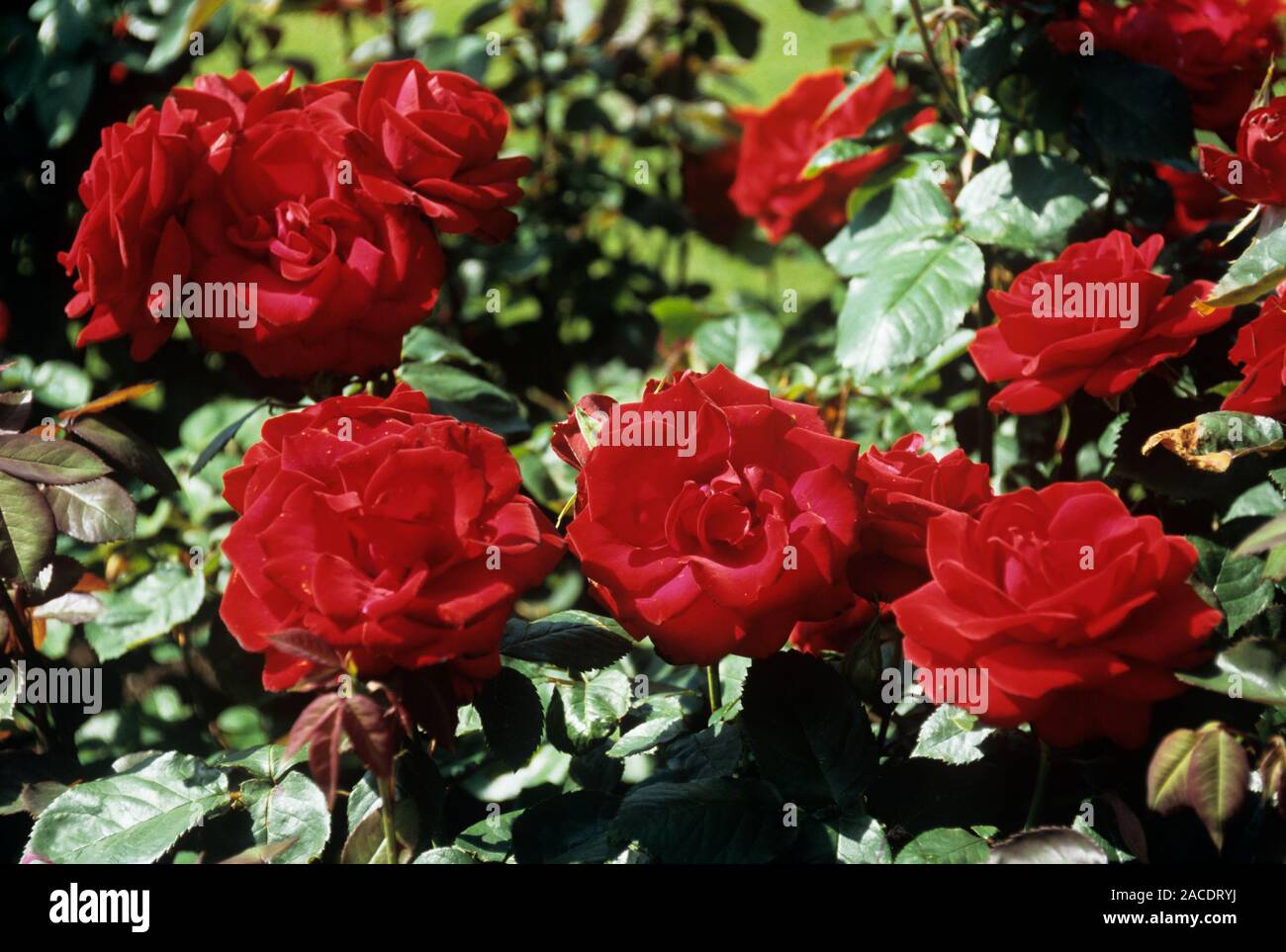 Rose (Rosa 'Invincible') flowers Stock Photo - Alamy