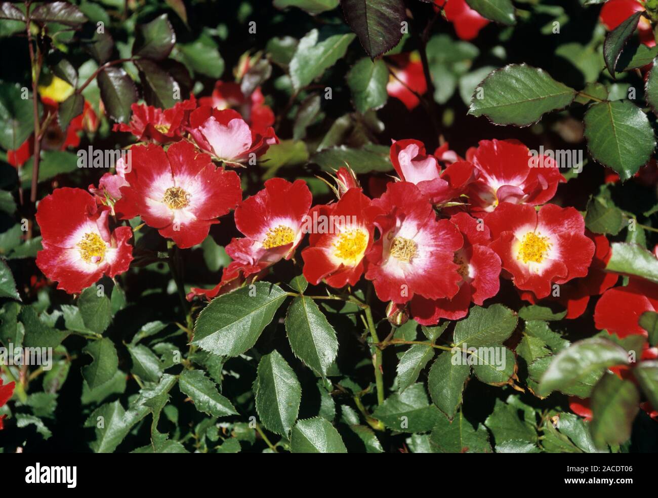 Rose (Rosa 'Eyepaint') flowers Stock Photo - Alamy