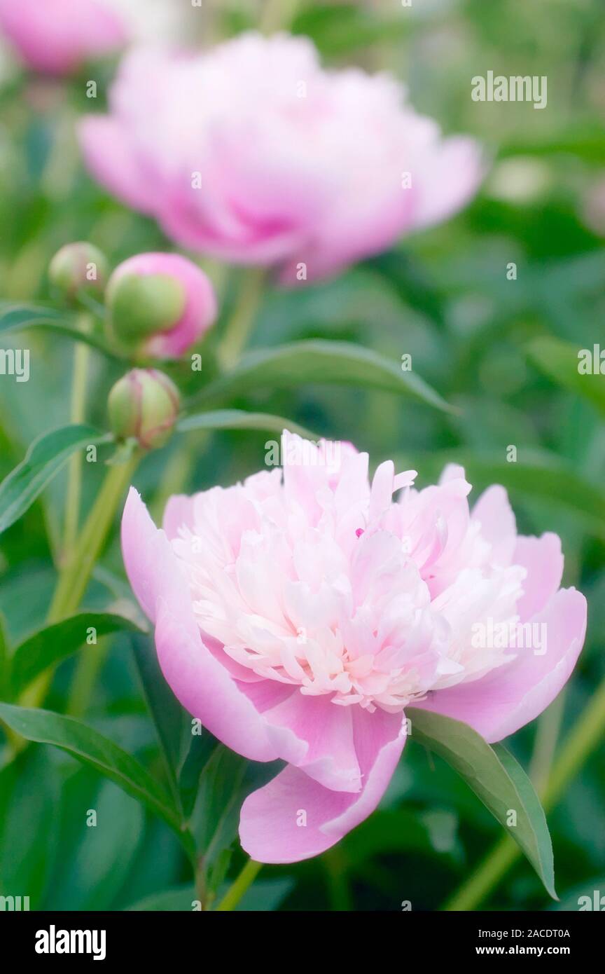 Peony (Paeonia lactiflora 'Sarah Bernhardt') flowers Stock Photo - Alamy