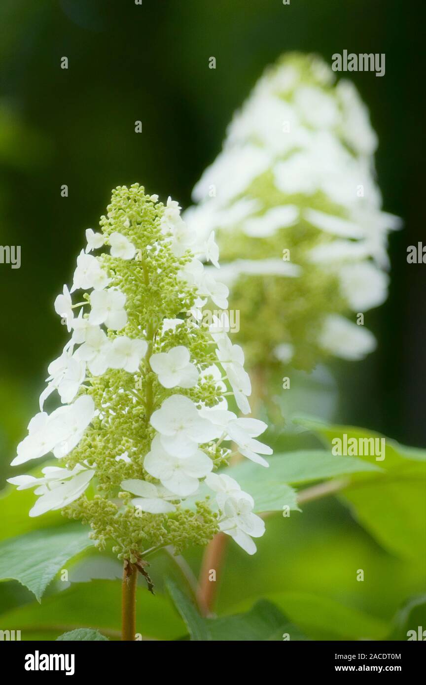 Panicle hydrangea (Hydrangea paniculata) flowers Stock Photo - Alamy