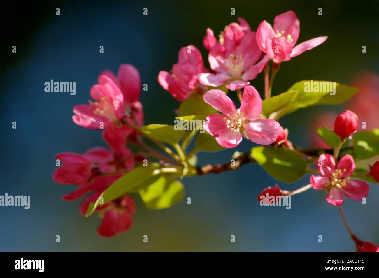 Sweet crabapple (Malus coronaria) flowers Stock Photo - Alamy