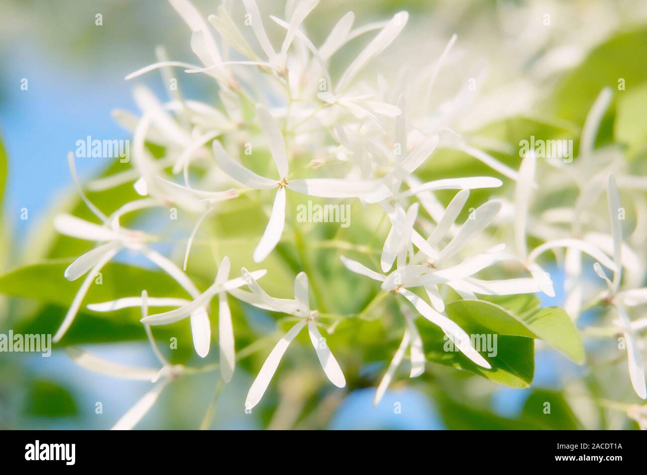 White fringe tree (Chionanthus virginicus) flowers Stock Photo - Alamy