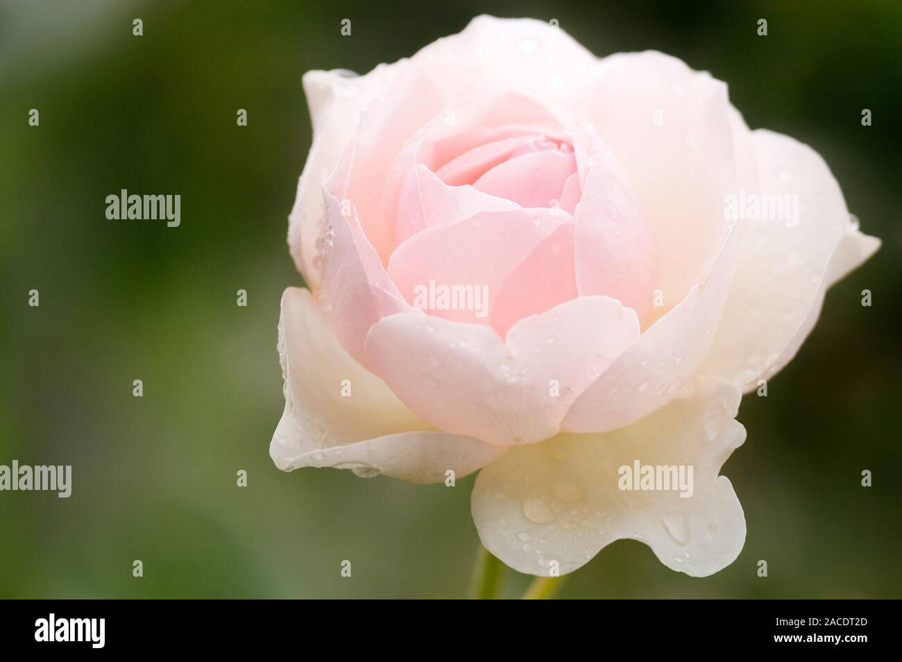 Rose (Rosa 'Sharifa Asma') flower Stock Photo - Alamy