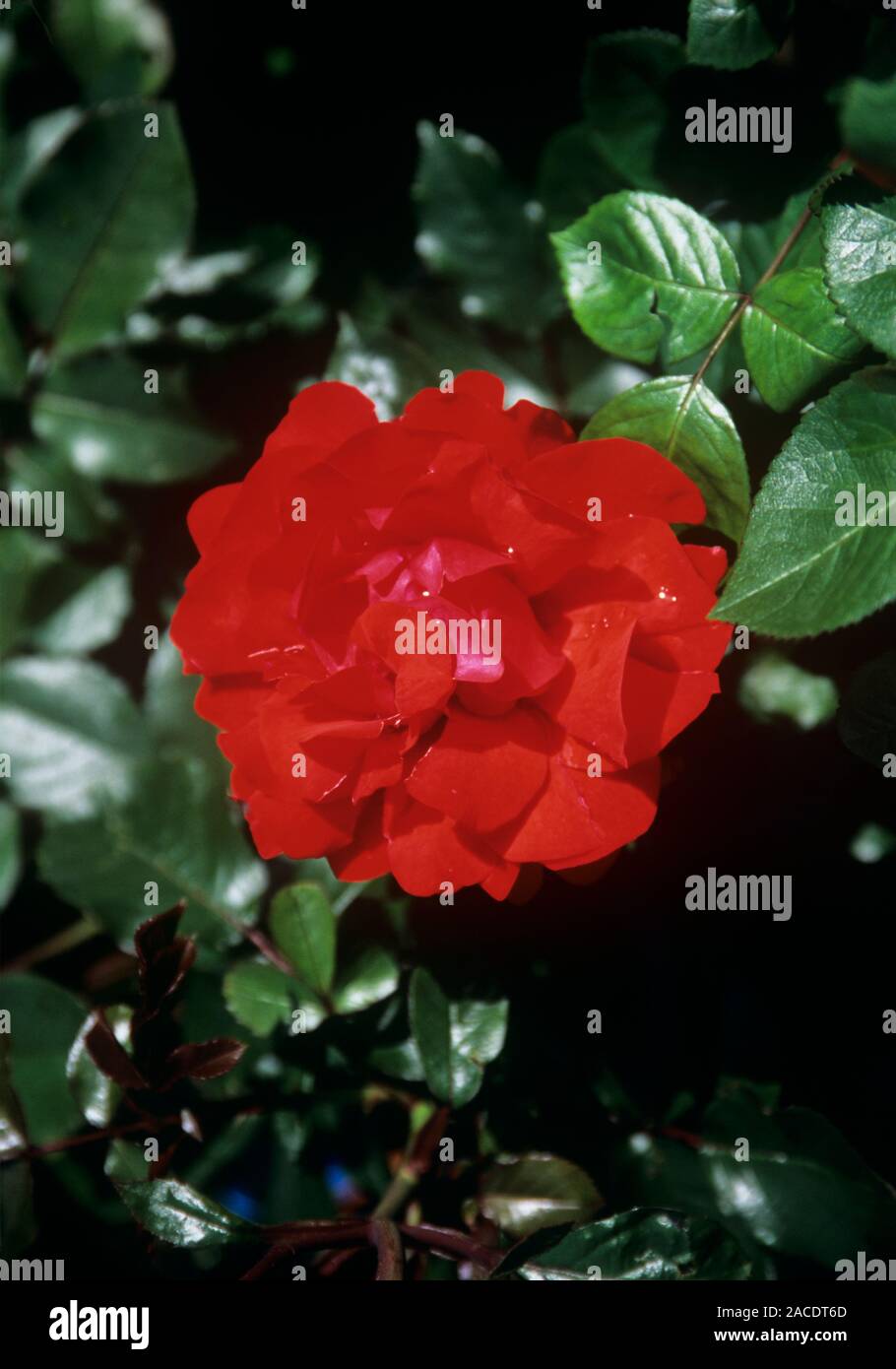 Rose (Rosa 'Trumpeter') flowers Stock Photo - Alamy