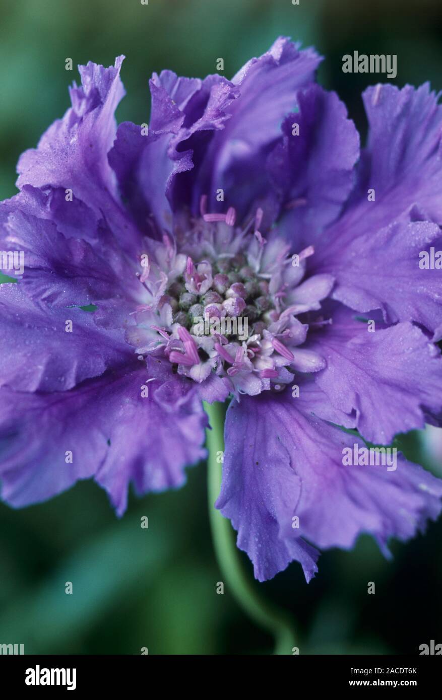 Scabiosa flower (Scabiosa caucasica). This is a blue-lilac form. The ...