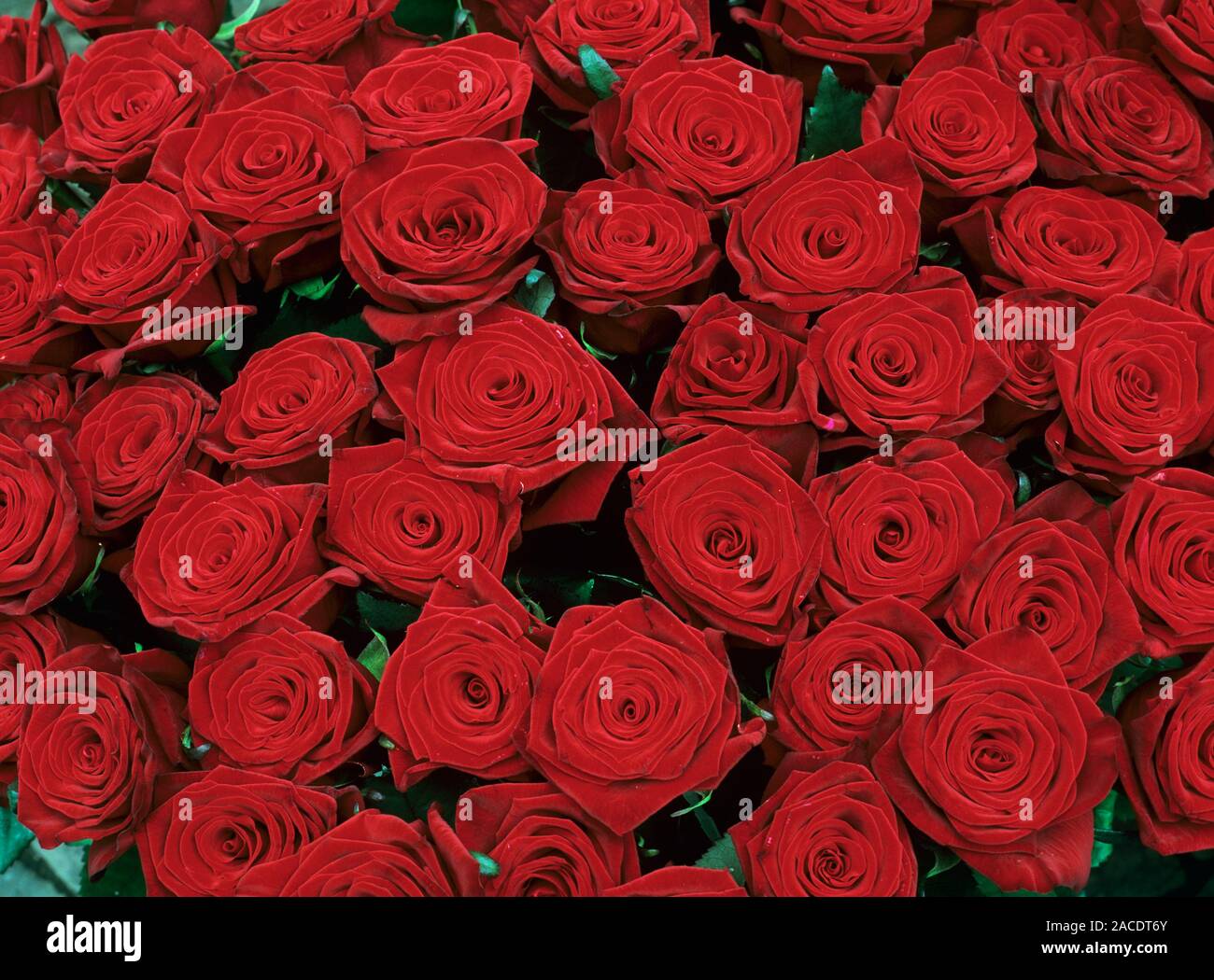 Red roses (Rosa sp Stock Photo - Alamy