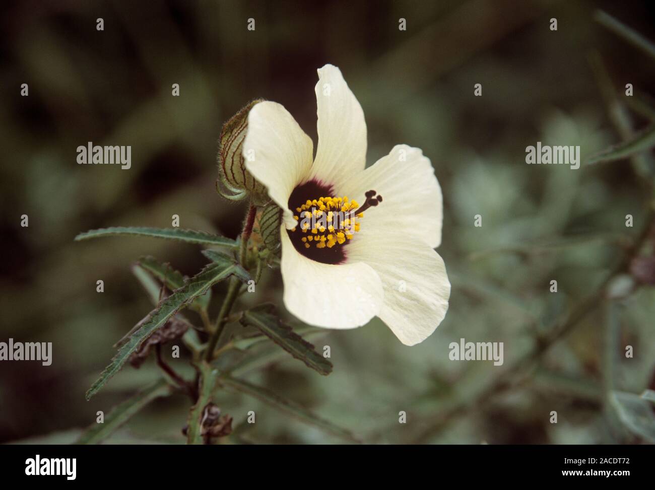 Wild hibiscus flower (Hibiscus sp.). The central carpel (female ...
