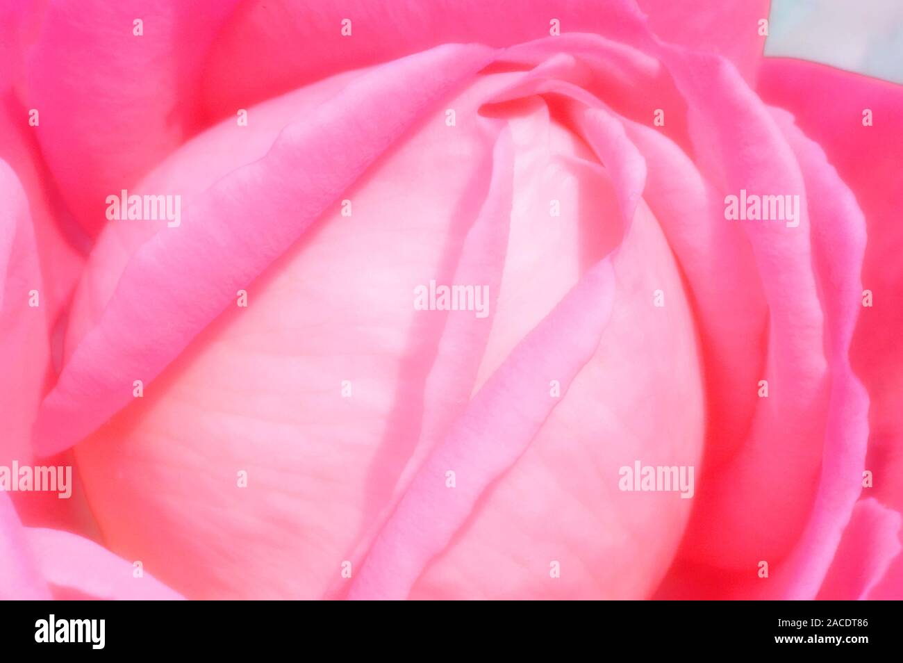 Rose (Rosa 'Star of the Nile') flower Stock Photo - Alamy
