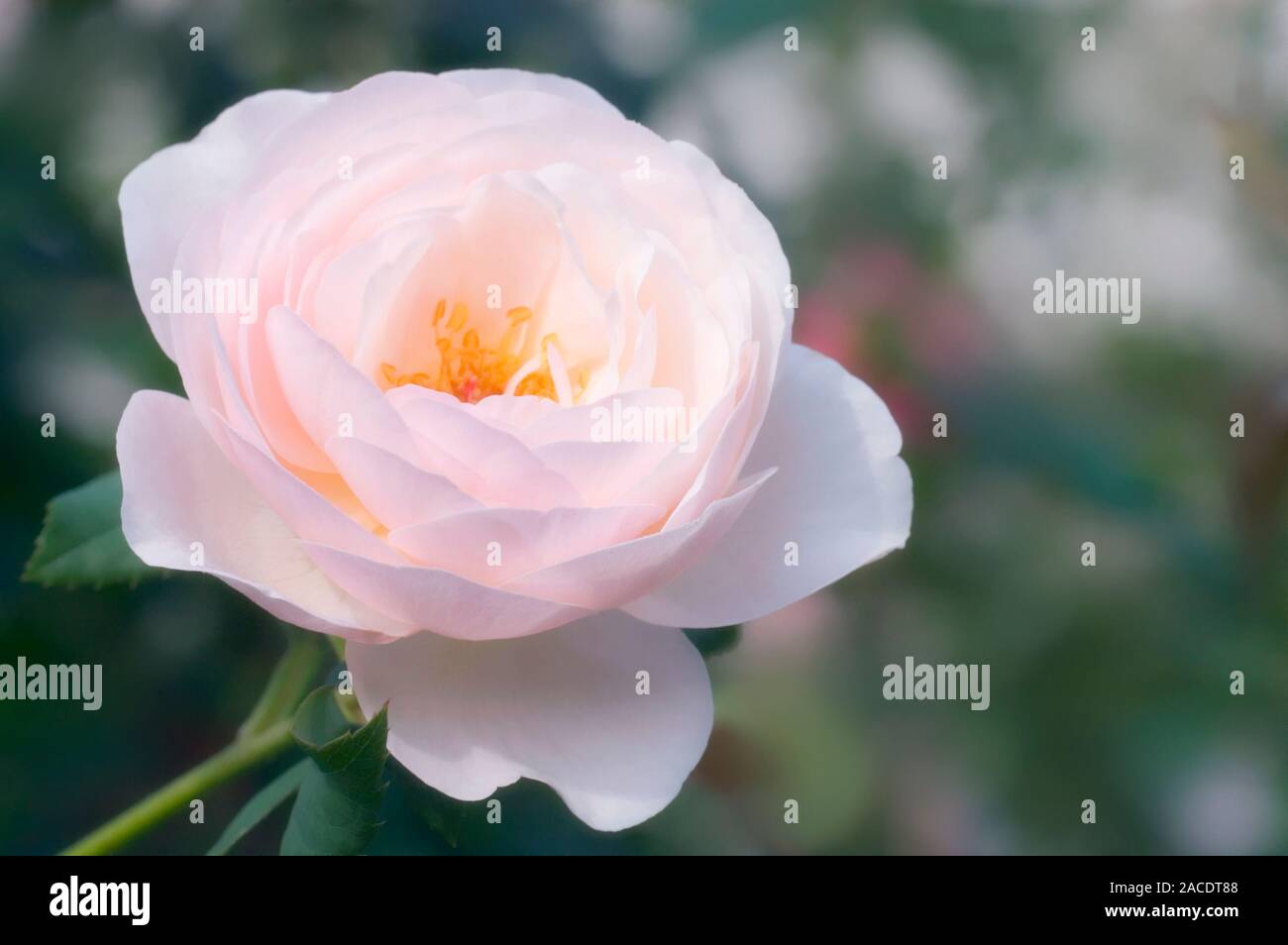 Rose (Rosa 'Heritage') flower Stock Photo - Alamy