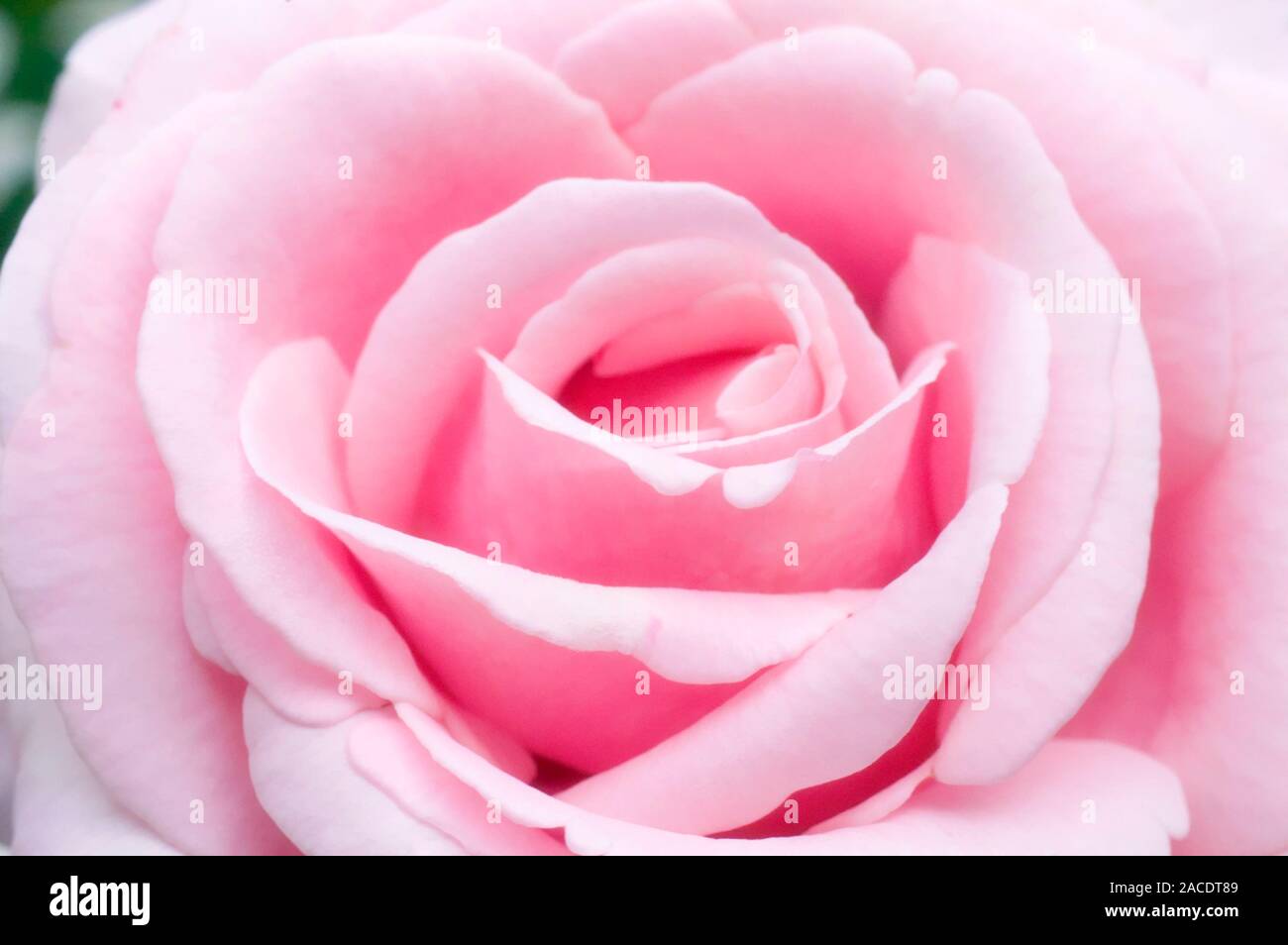 Rose (Rosa 'Frederic Mistral') flower Stock Photo - Alamy