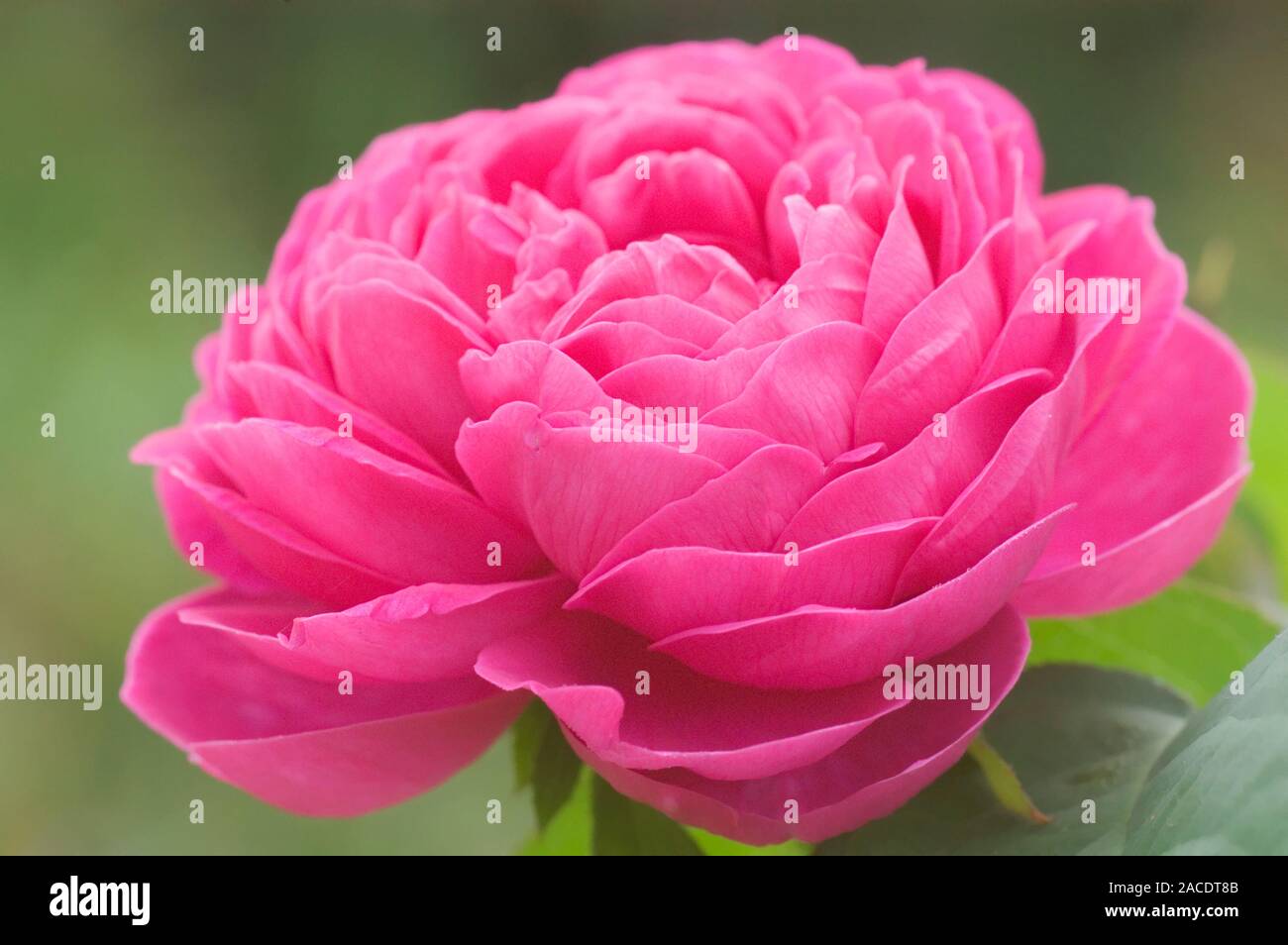 Rose (Rosa 'Molineux') flower Stock Photo - Alamy
