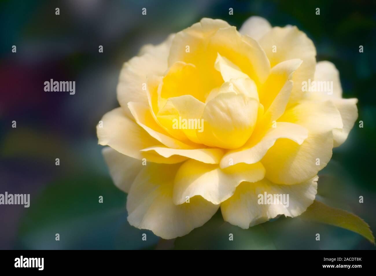 Rose (Rosa 'Tamora') flower Stock Photo - Alamy