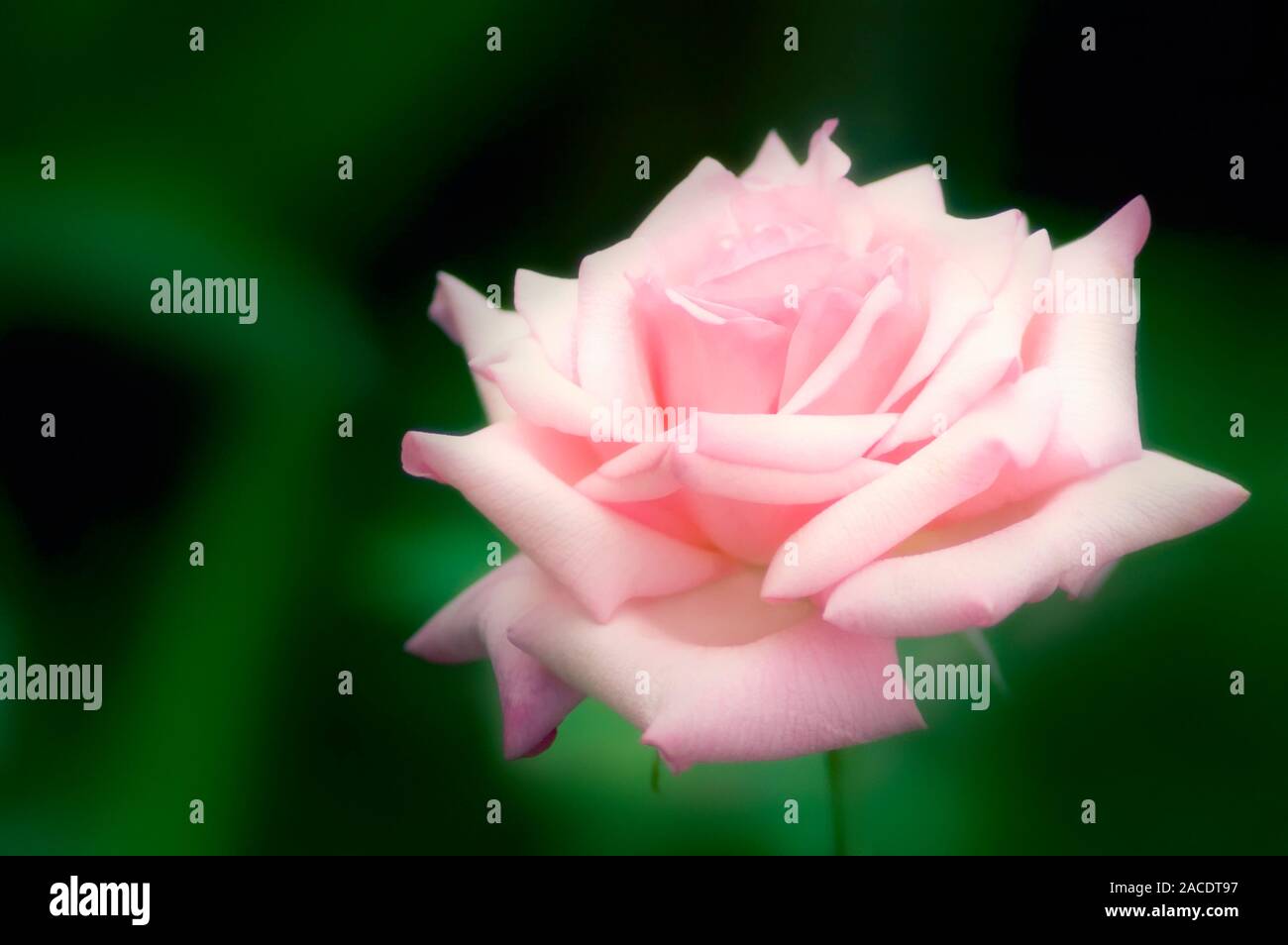 Rose (Rosa 'Frederic Mistral') flowers Stock Photo - Alamy
