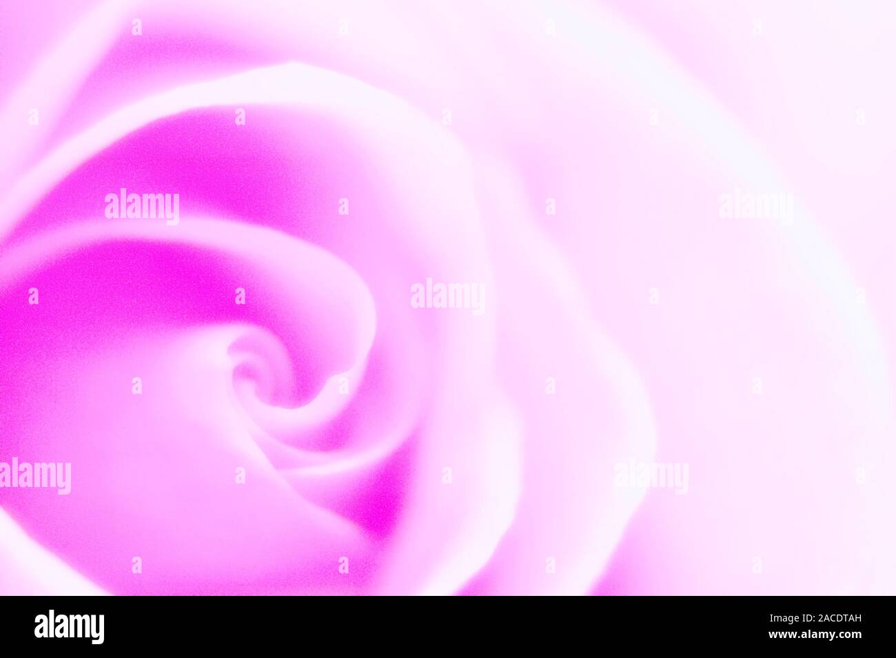 Rose (Rosa sp.) flower Stock Photo - Alamy