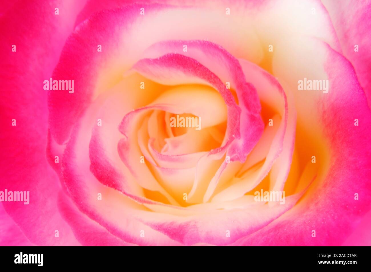 Rose (Rosa 'Double Delight') flower Stock Photo - Alamy