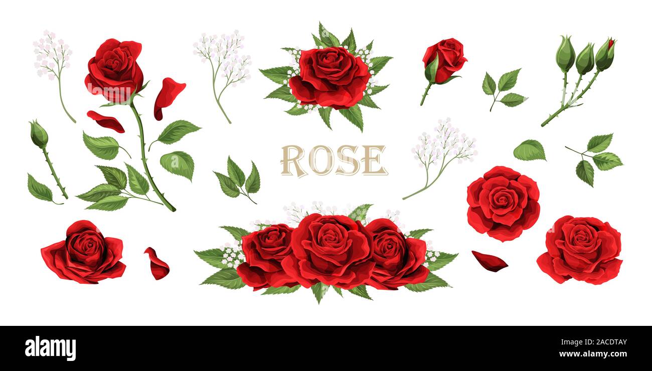 Red roses hand drawn illustration elements colored set Stock Vector ...