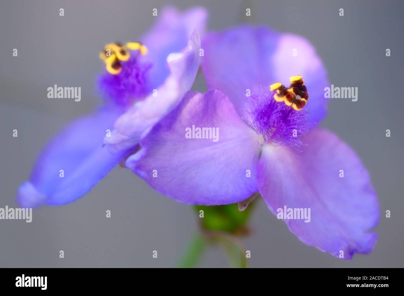 Spiderwort (Tradescantia x andersoniana) flowers Stock Photo - Alamy