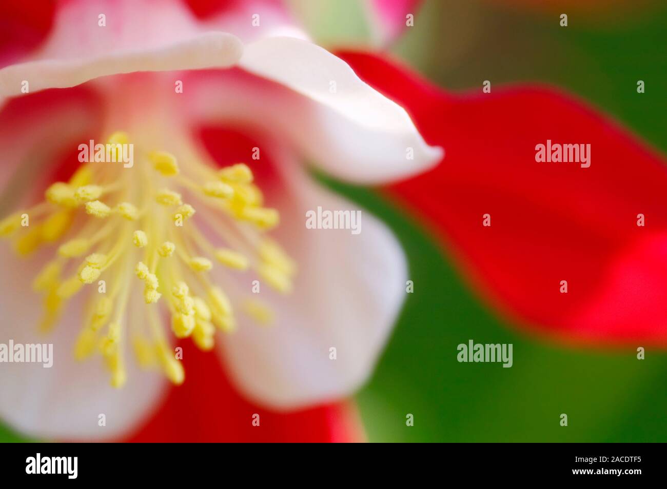 Western columbine flower (Aquilegia formosa). Photographed in Maryland ...