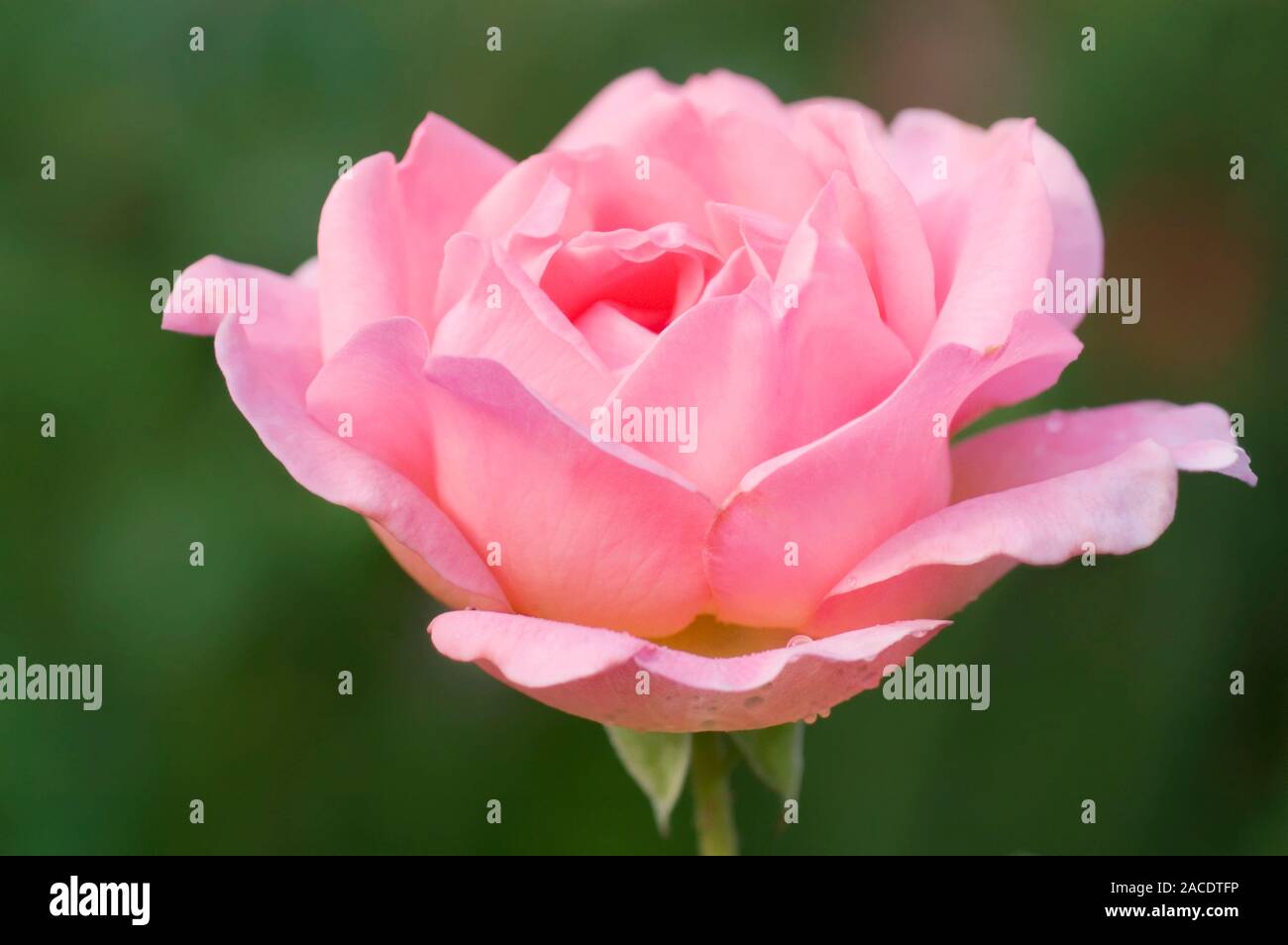 Rose flower (Rosa sp.) Photographed in Maryland, USA Stock Photo - Alamy