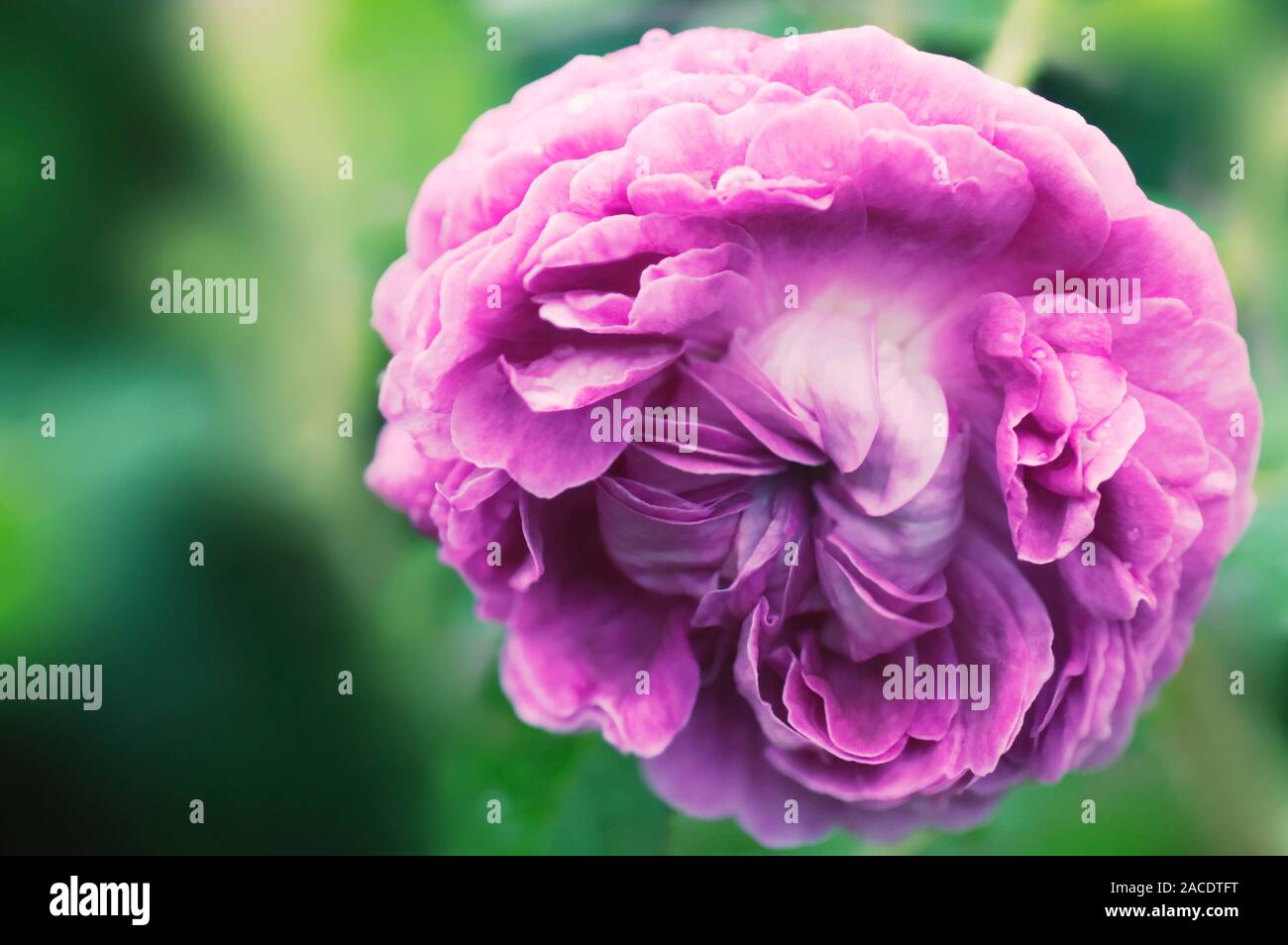 Moss rose flower (Rosa 'Captaine John Ingram'). Photographed in ...