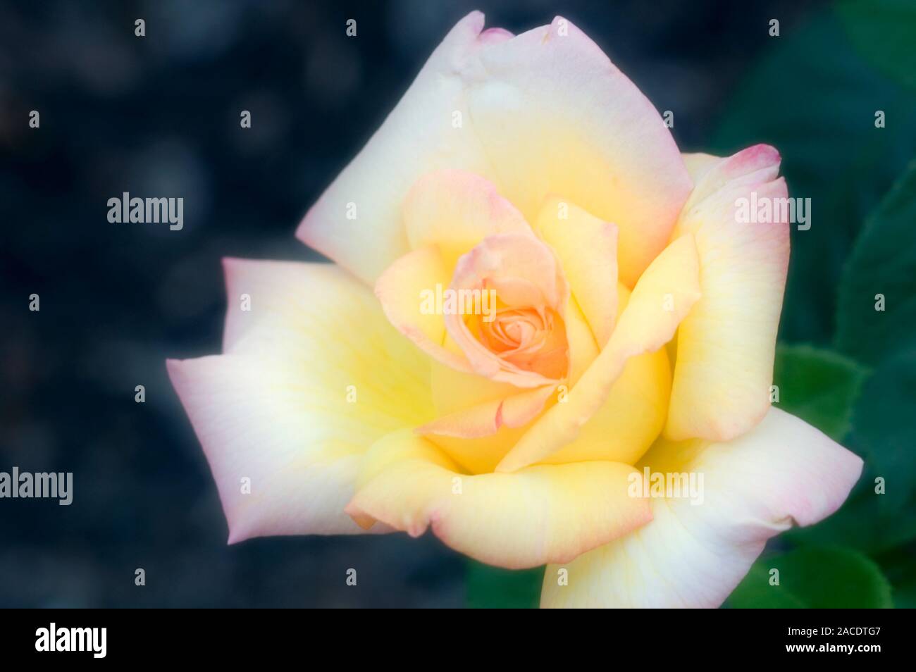 Rose flower (Rosa sp.). Photographed in Maryland, USA Stock Photo - Alamy