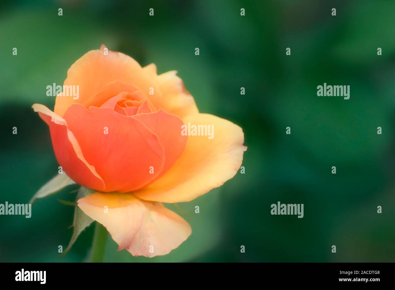 Rose flower (Rosa sp.). Photographed in Maryland, USA Stock Photo - Alamy