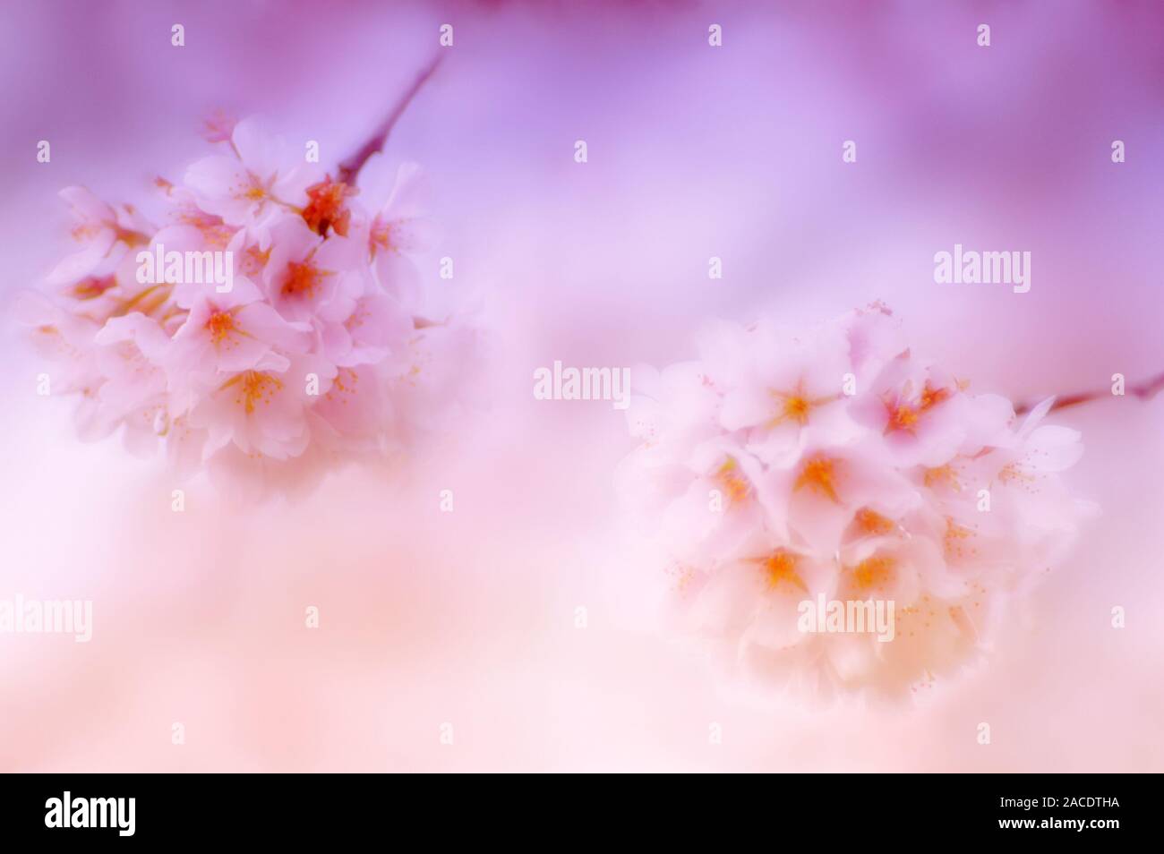 Cherry blossom (Prunus sp Stock Photo - Alamy