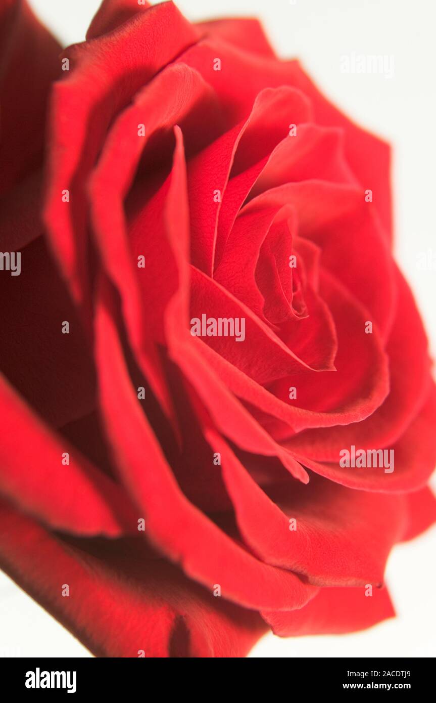 Red rose (Rosa sp Stock Photo - Alamy