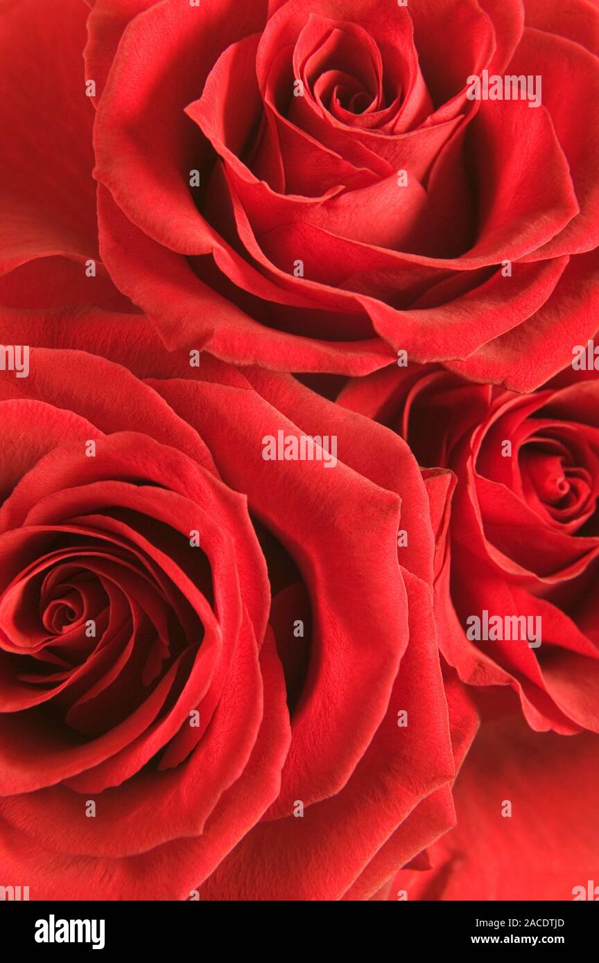 Red roses (Rosa sp Stock Photo - Alamy