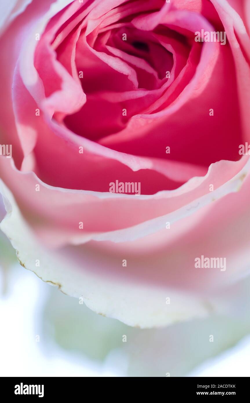 Spray rose (Rosa 'Mimi Eden') flower Stock Photo - Alamy