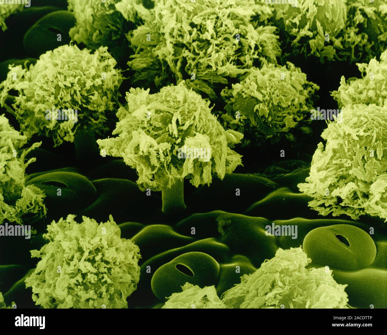 False colour scanning electron micrograph of farina glands on the ...