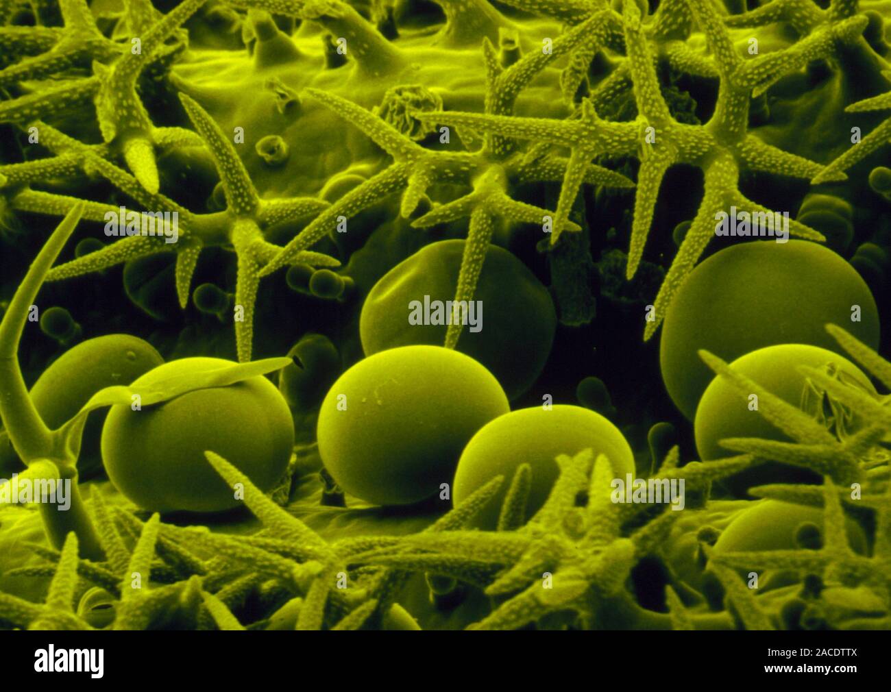 False colour scanning electron micrograph of lavender oil glands on the ...