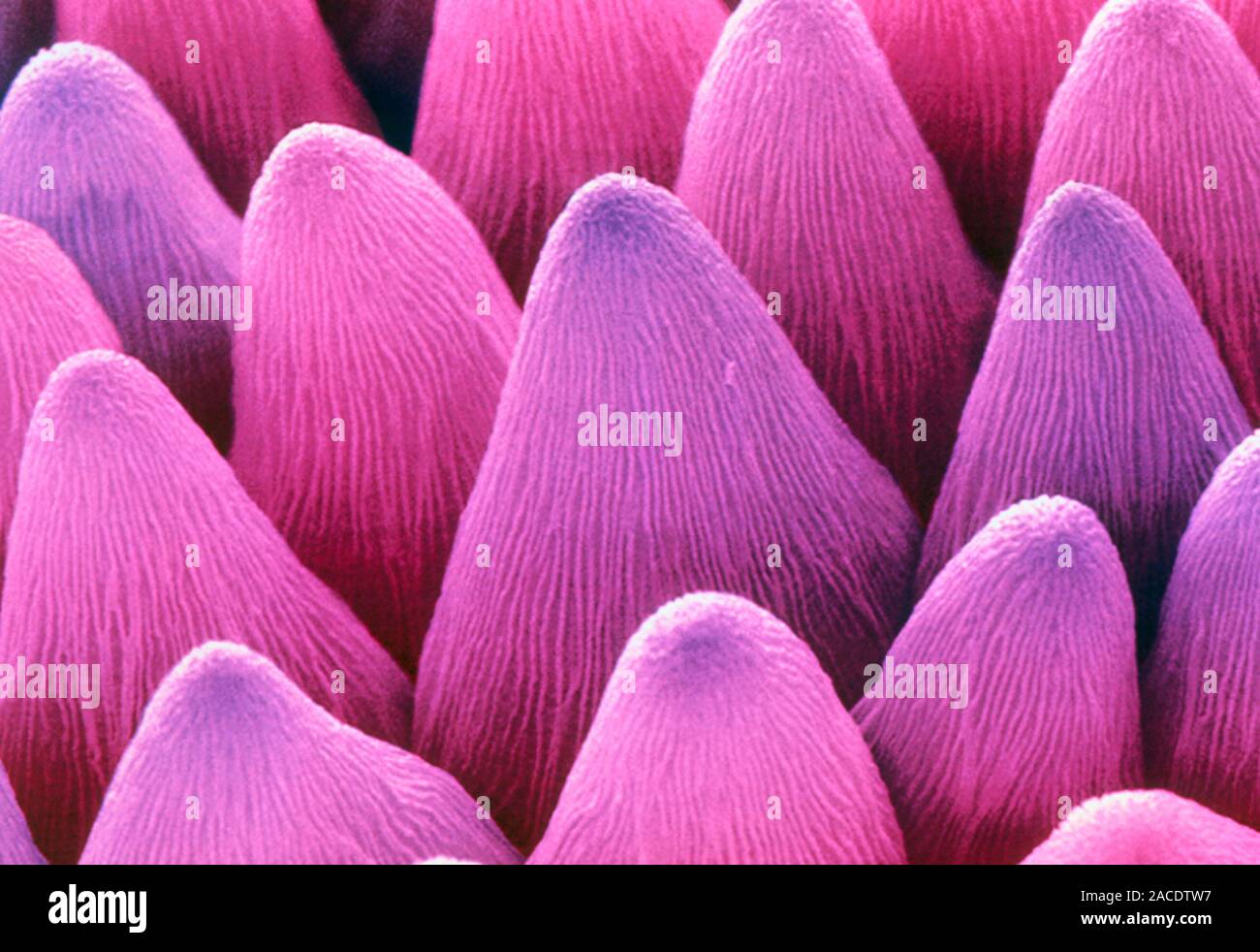 Petal papillae. Coloured scanning electron micrograph showing papillae ...