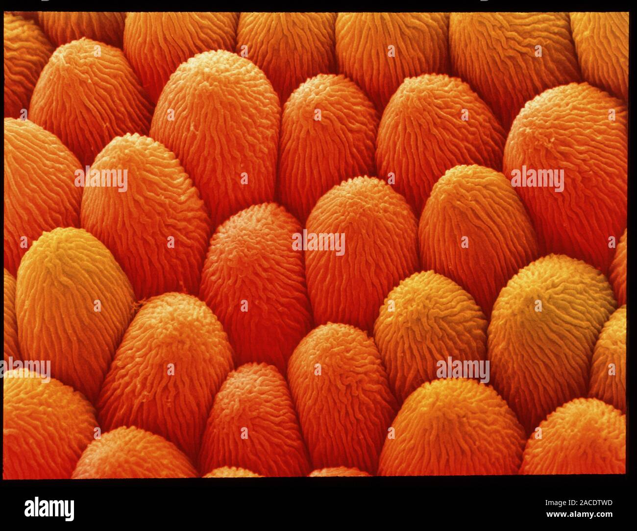 Rose petal. Coloured scanning electron micrograph (SEM) showing ...