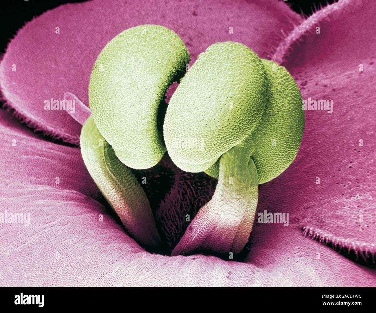 African violet. Coloured scanning electron micrograph (SEM) of the ...