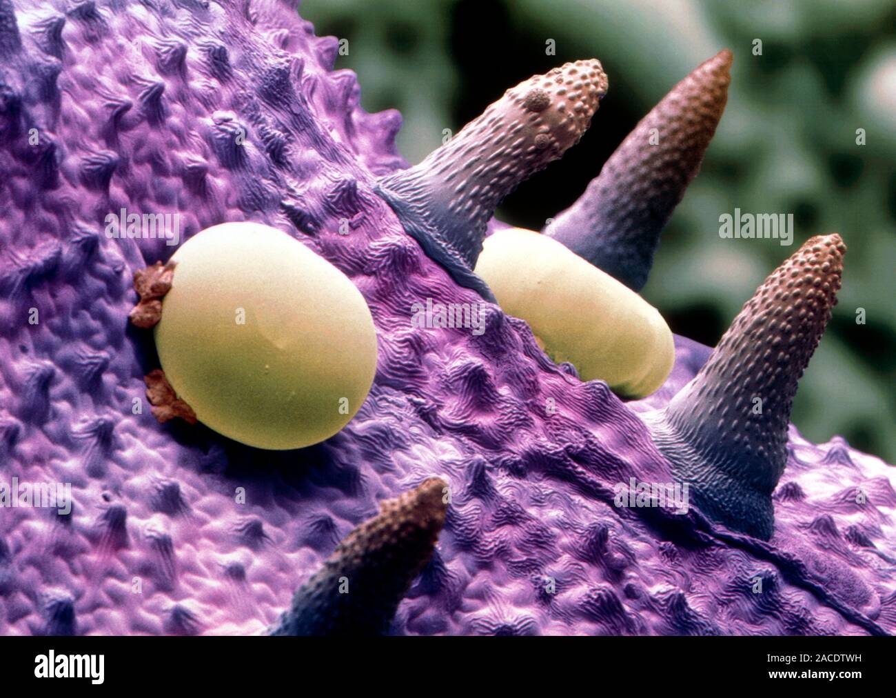 Oil glands. Coloured scanning electron micrograph (SEM) of the surface ...