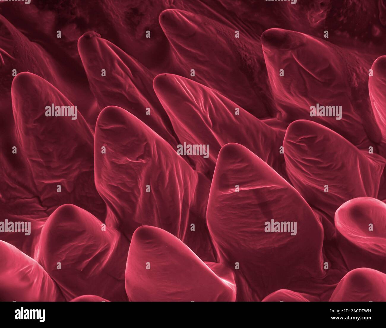 Orchid petal. Coloured scanning electron micrograph (SEM) showing ...