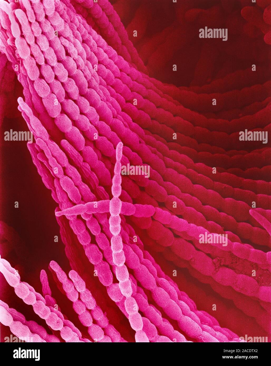 Periwinkle petal. Coloured scanning electron micrograph (SEM) of the ...