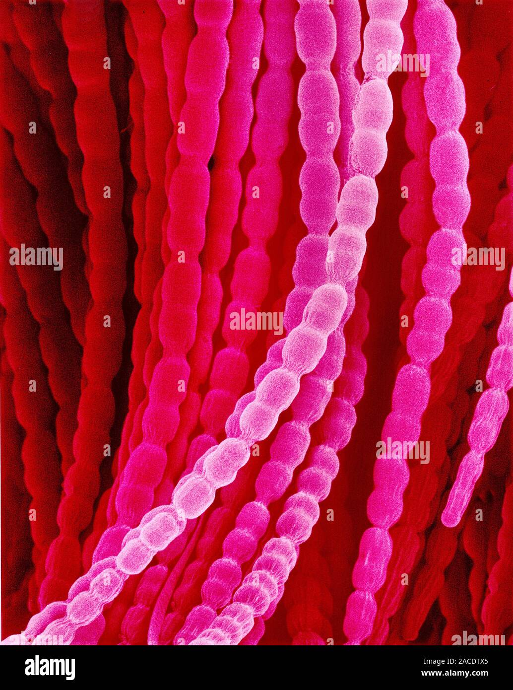 Periwinkle petal. Coloured scanning electron micrograph (SEM) of a ...